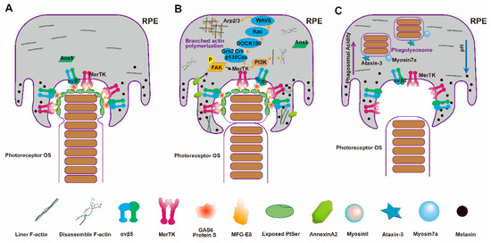 The Formation and Renewal of Photoreceptor Outer Segments