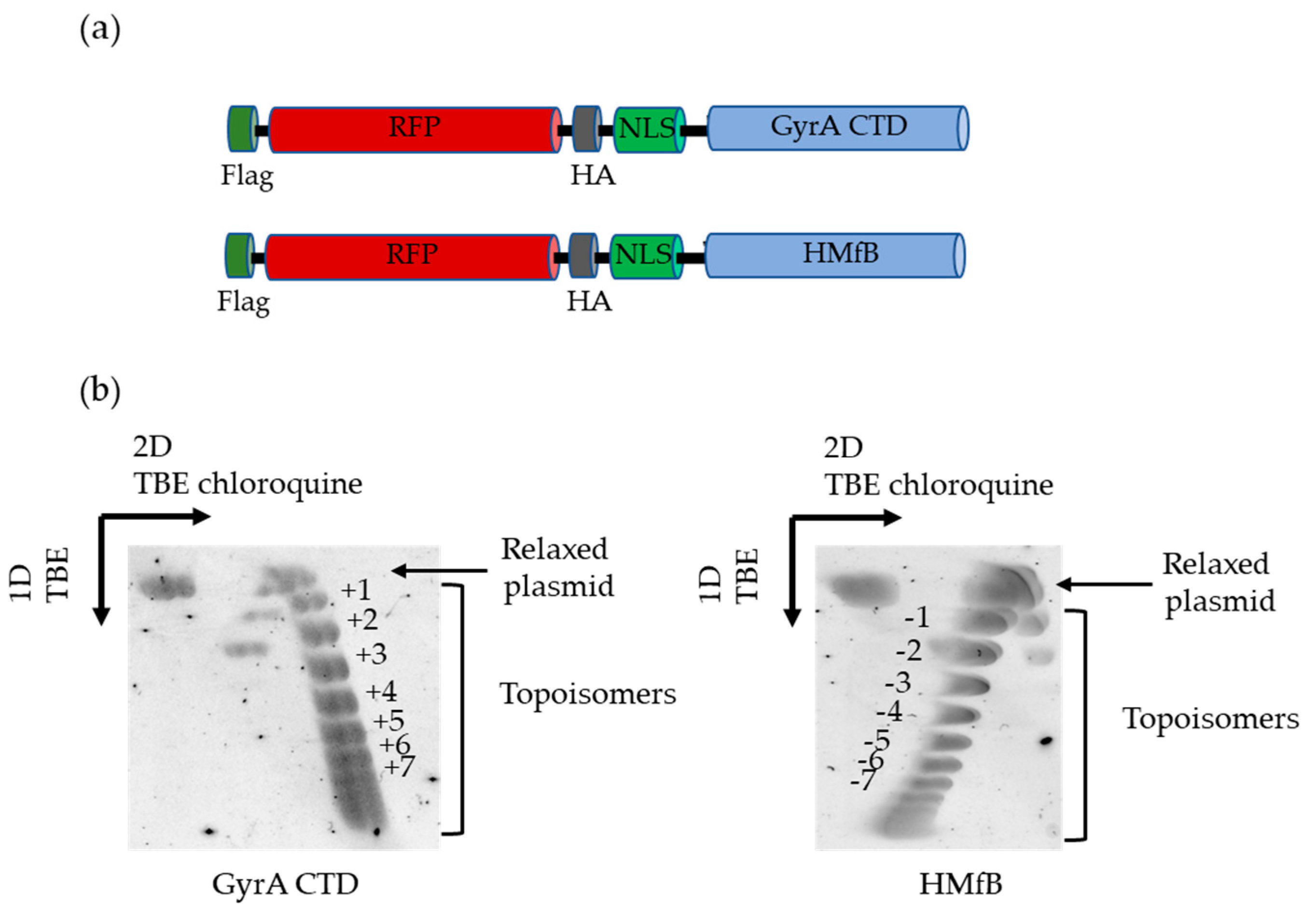 Innovative Tools for DNA Topology Probing in Human Cells Reveal a Build ...
