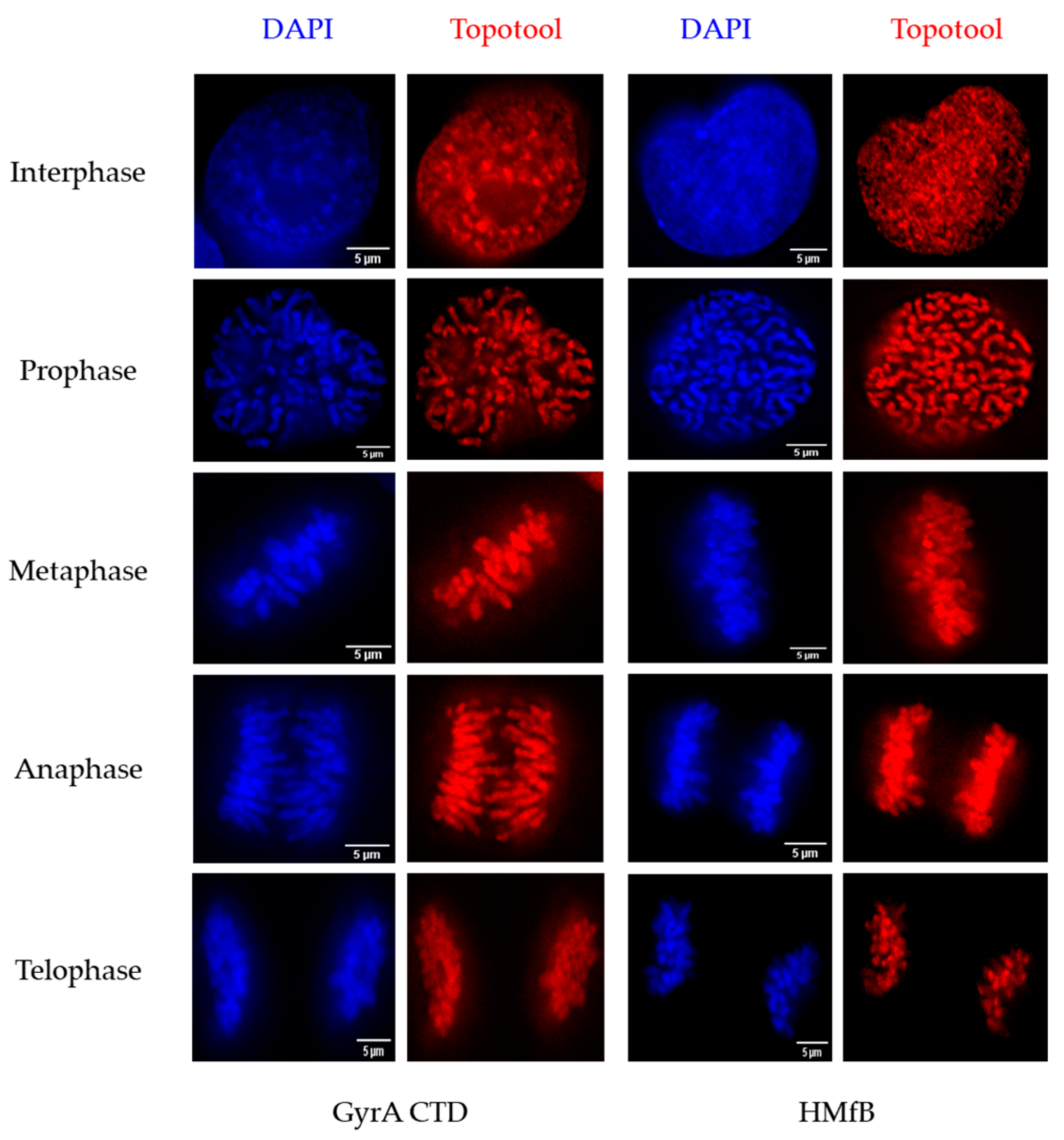 Innovative Tools for DNA Topology Probing in Human Cells Reveal a Build ...