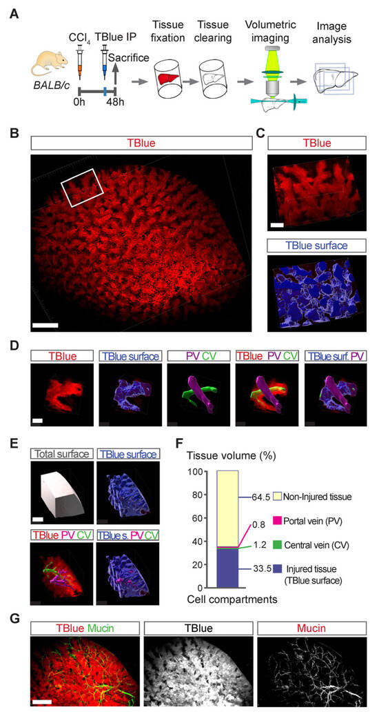 In Vivo Tracking and 3D Mapping of Cell Death in Regeneration and ...