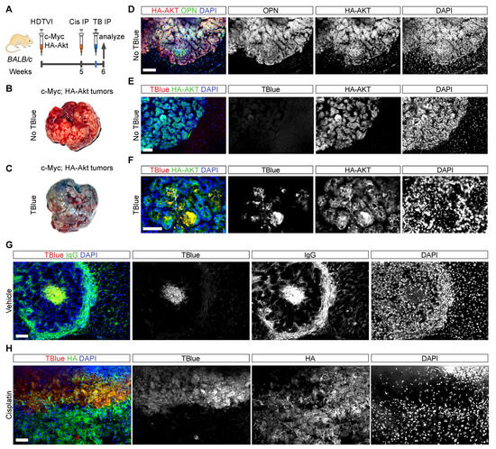 In Vivo Tracking and 3D Mapping of Cell Death in Regeneration and ...