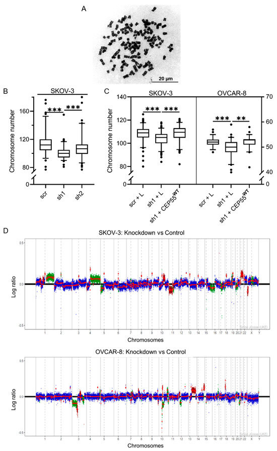 Centrosomal Protein 55 Regulates Chromosomal Instability in Cancer ...