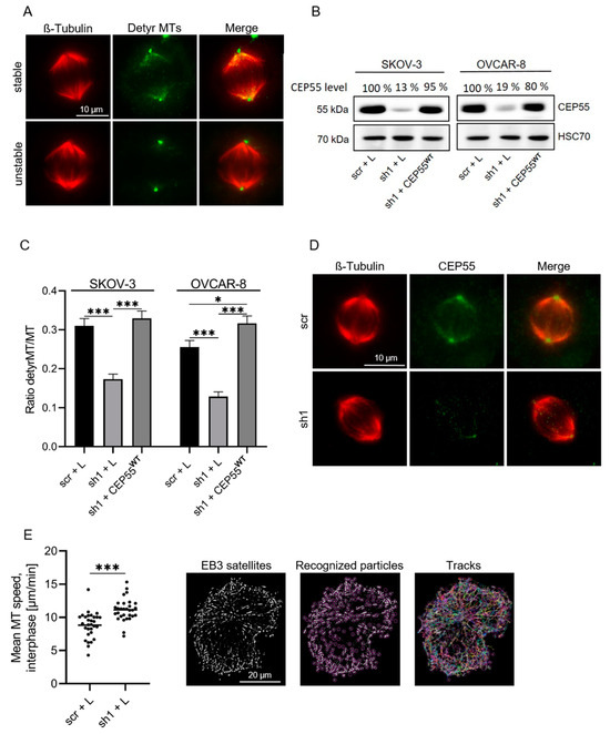 Centrosomal Protein 55 Regulates Chromosomal Instability in Cancer ...
