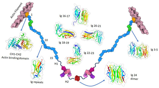 Targeting Cleavage of C-Terminal Fragment of Cytoskeletal Filamin A in ...