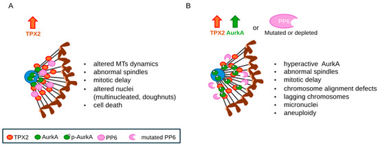 Contribution of AurkA/TPX2 Overexpression to Chromosomal Imbalances and ...