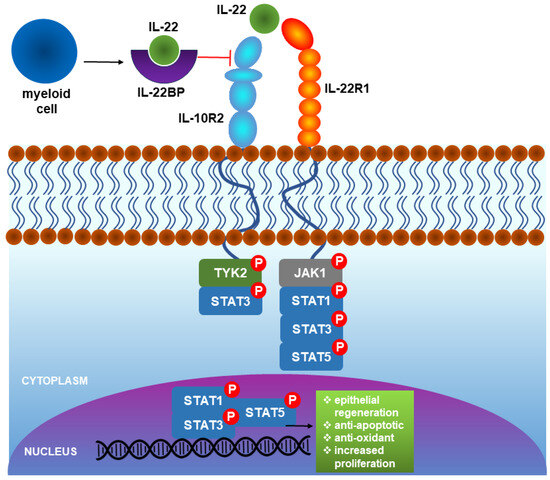 IL-22 in Atopic Dermatitis