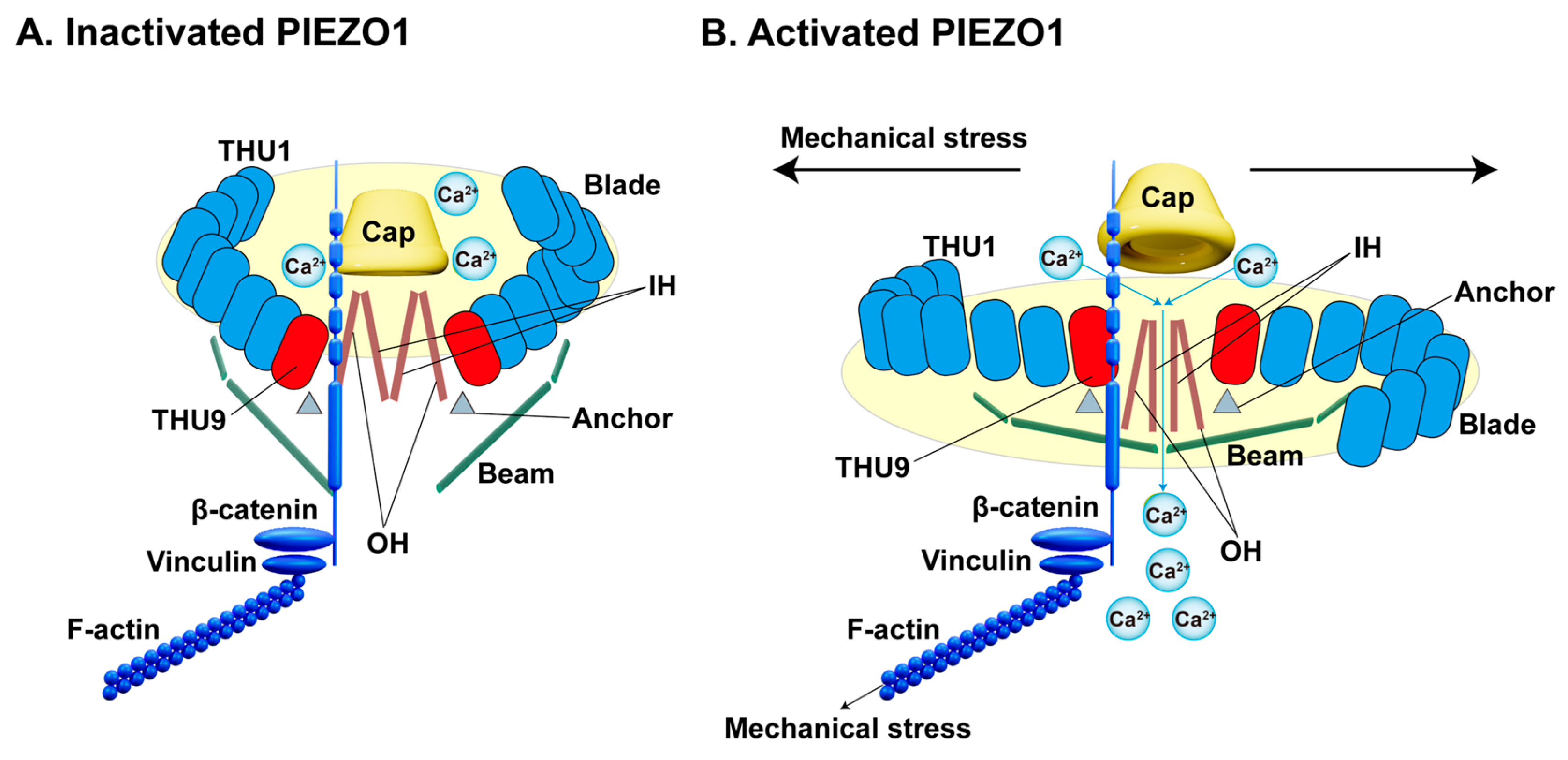 Essential Roles of PIEZO1 in Mammalian Cardiovascular System: From Development to Diseases