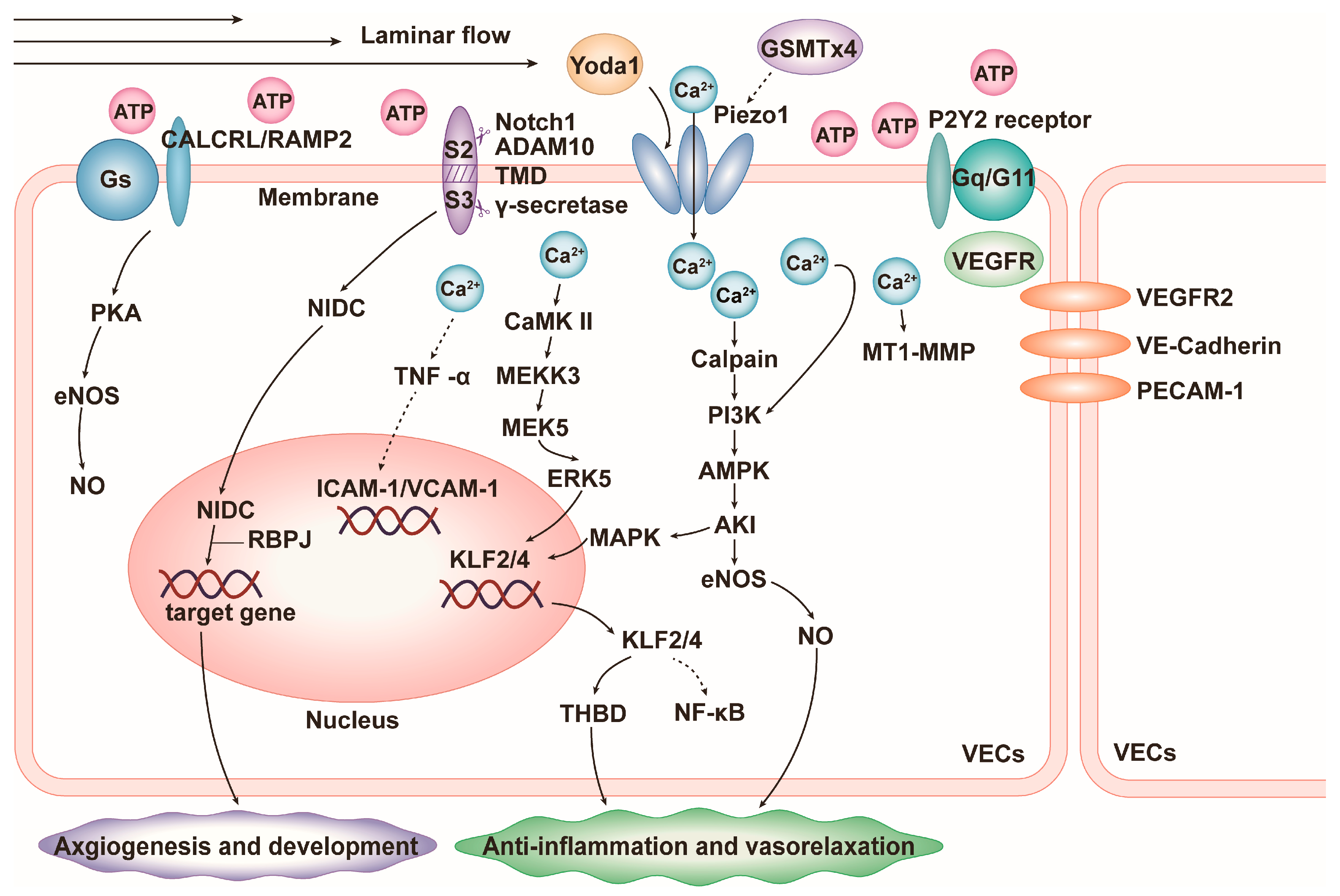 Essential Roles of PIEZO1 in Mammalian Cardiovascular System: From ...