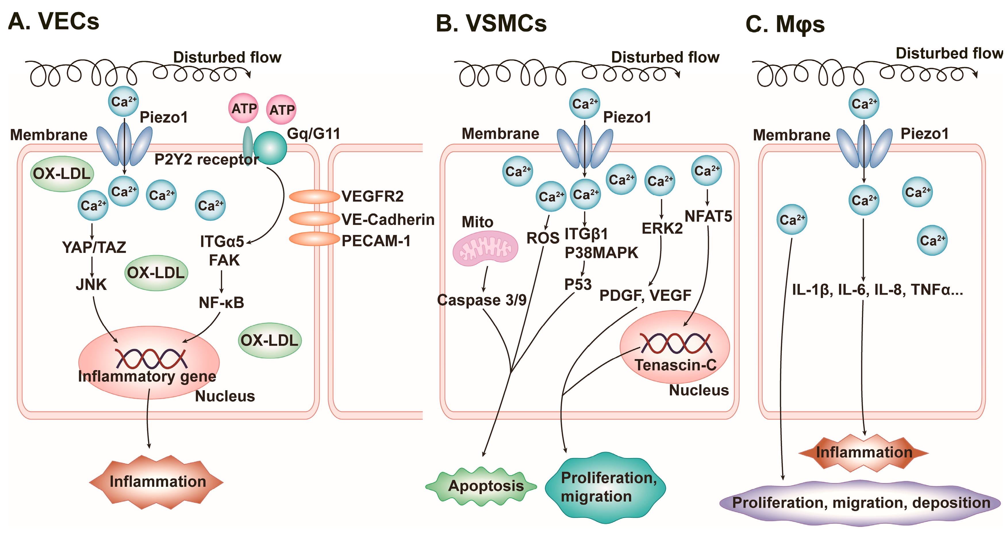 Essential Roles of PIEZO1 in Mammalian Cardiovascular System: From ...