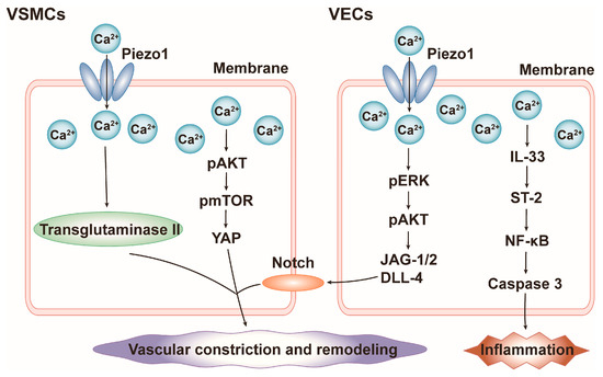 Essential Roles of PIEZO1 in Mammalian Cardiovascular System: From ...