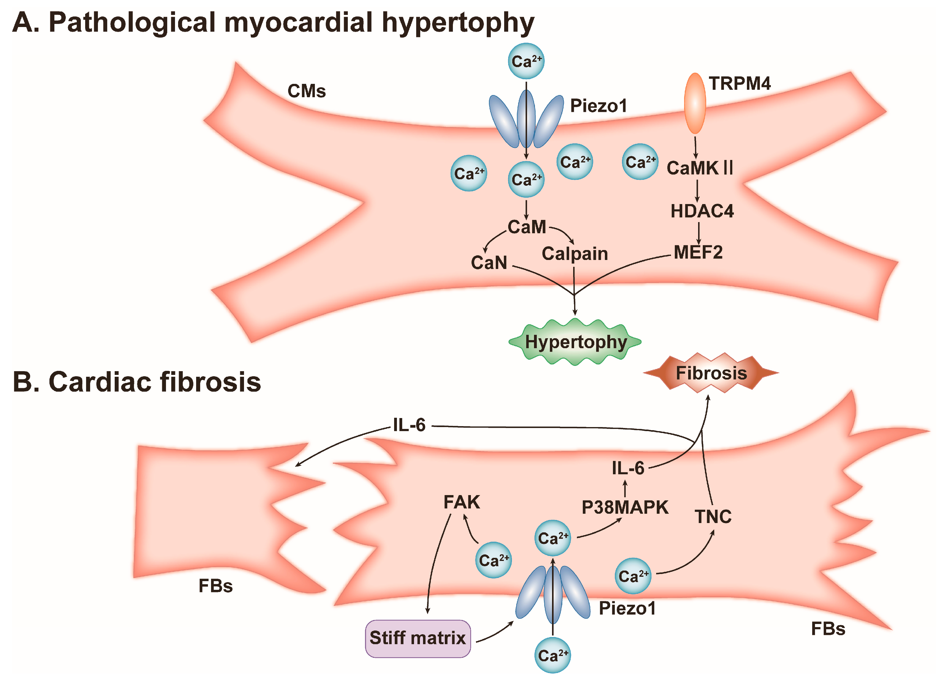 Essential Roles of PIEZO1 in Mammalian Cardiovascular System: From Development to Diseases