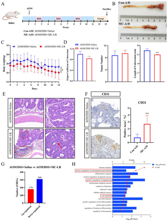 Cells | Free Full-Text | Microcystin-LR Regulates Interaction between ...