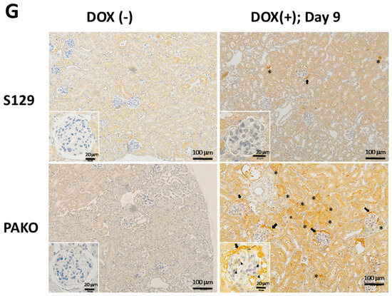 Cells | Free Full-Text | PPAR-α Insufficiency Enhances Doxorubicin ...
