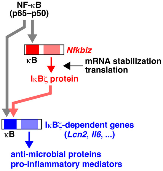 The Nuclear NF-κB Regulator IκBζ: Updates on Its Molecular Functions ...