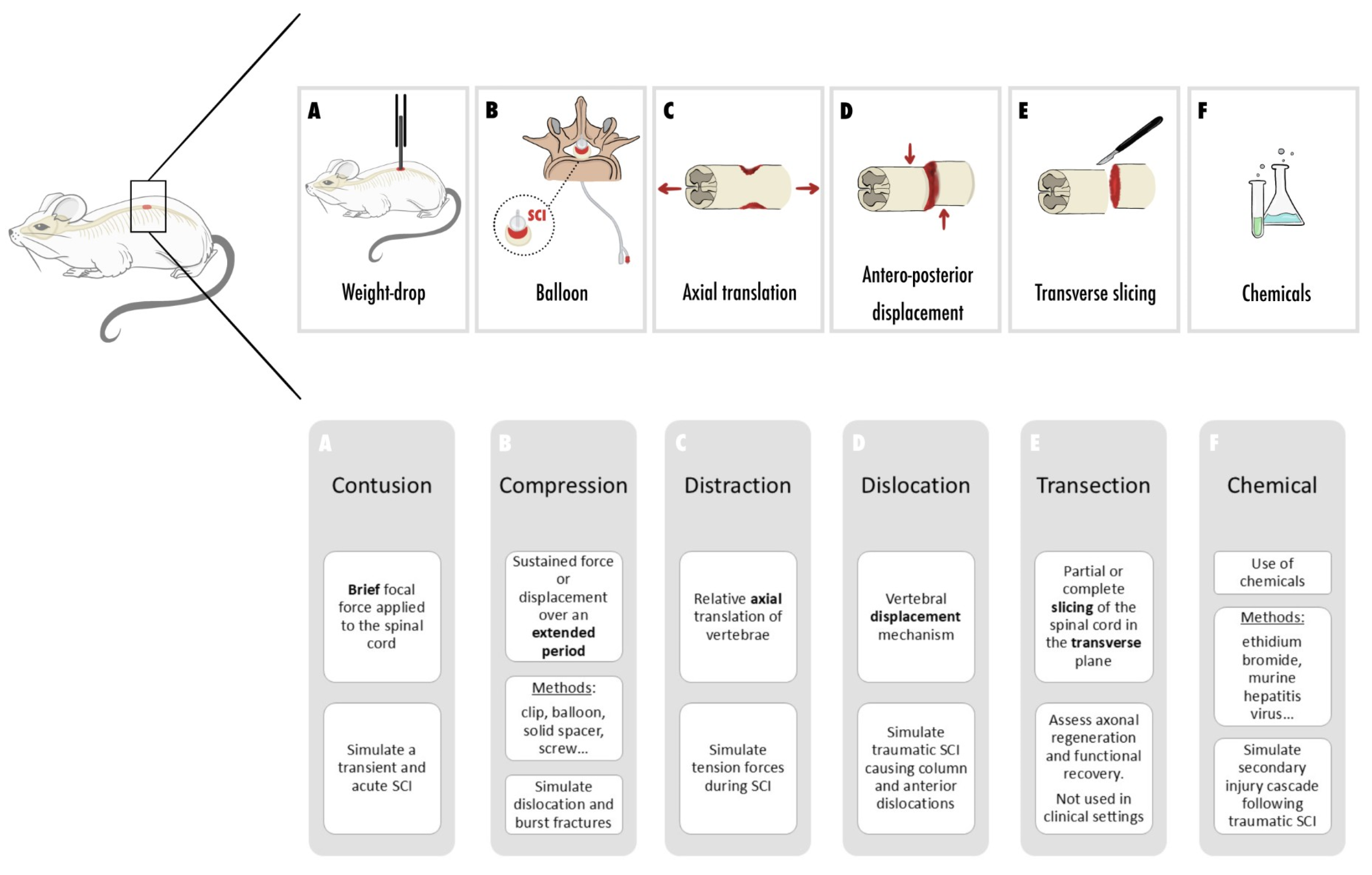 Adipose-Derived Stem Cell Therapy in Spinal Cord Injury
