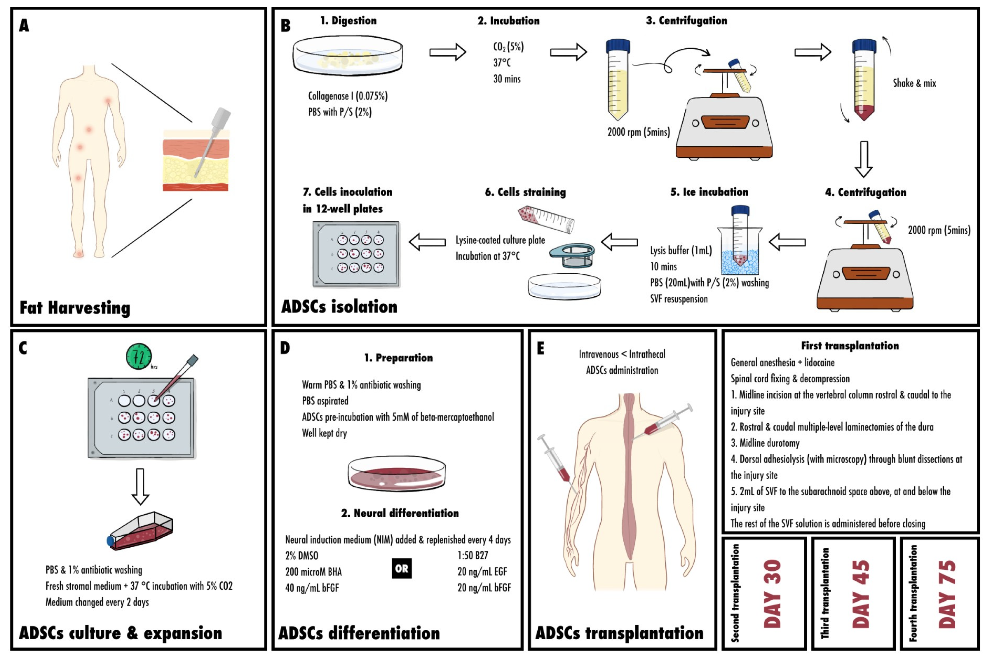 Adipose-Derived Stem Cell Therapy in Spinal Cord Injury