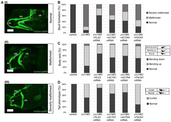 Functional Insights in PLS3-Mediated Osteogenic Regulation