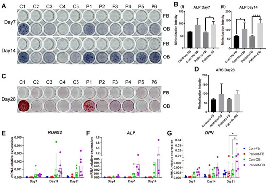 Functional Insights in PLS3-Mediated Osteogenic Regulation