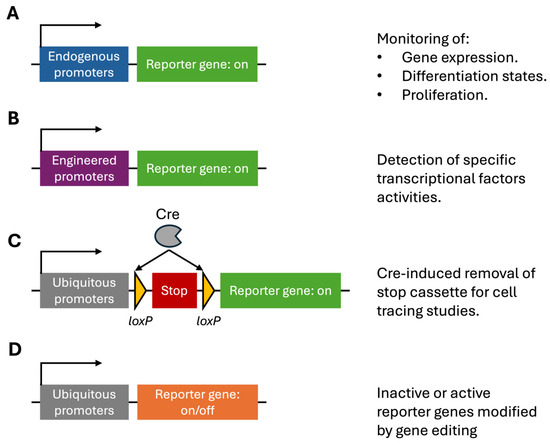Reporter Mice for Gene Editing: A Key Tool for Advancing Gene Therapy ...