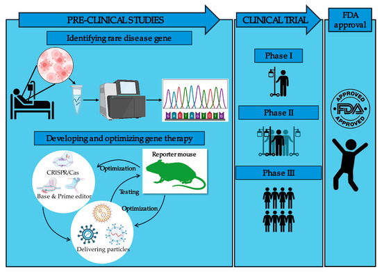 Reporter Mice for Gene Editing: A Key Tool for Advancing Gene Therapy ...