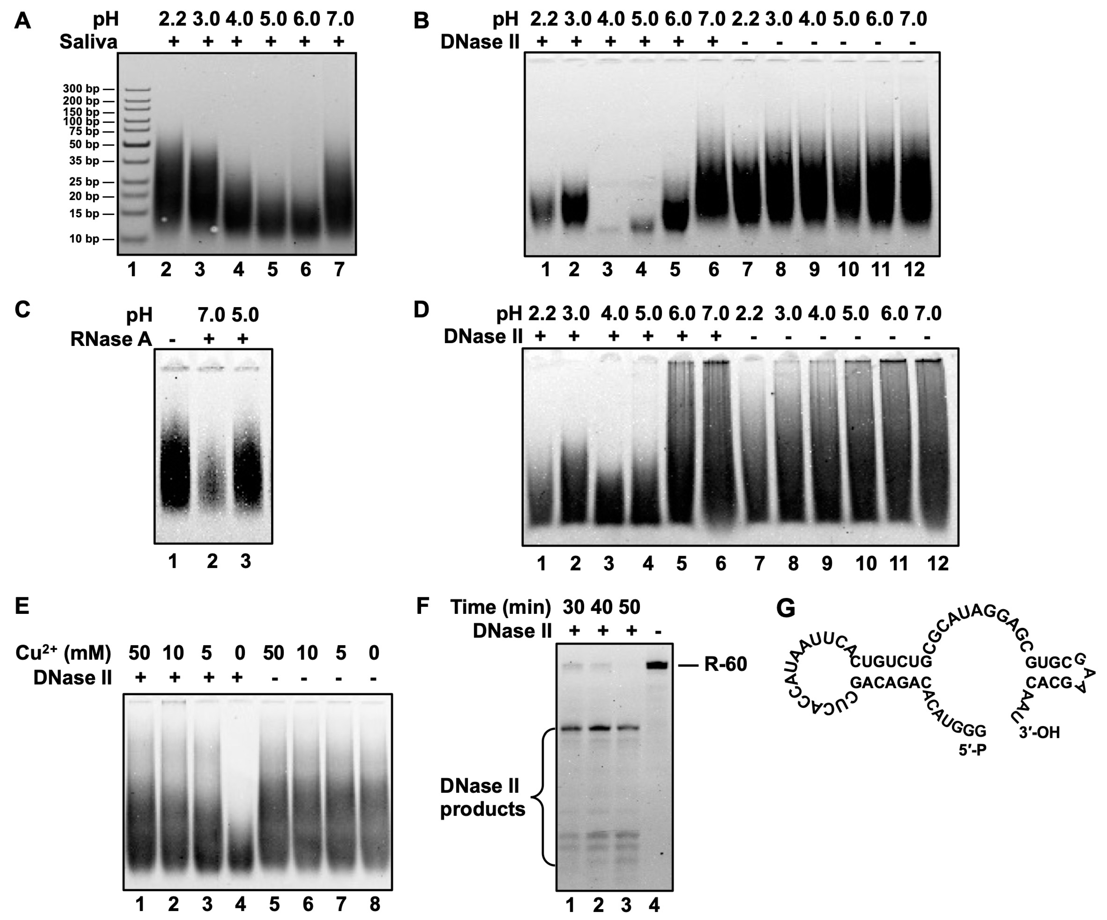 DNase II Can Efficiently Digest RNA and Needs to Be Redefined as a Nuclease