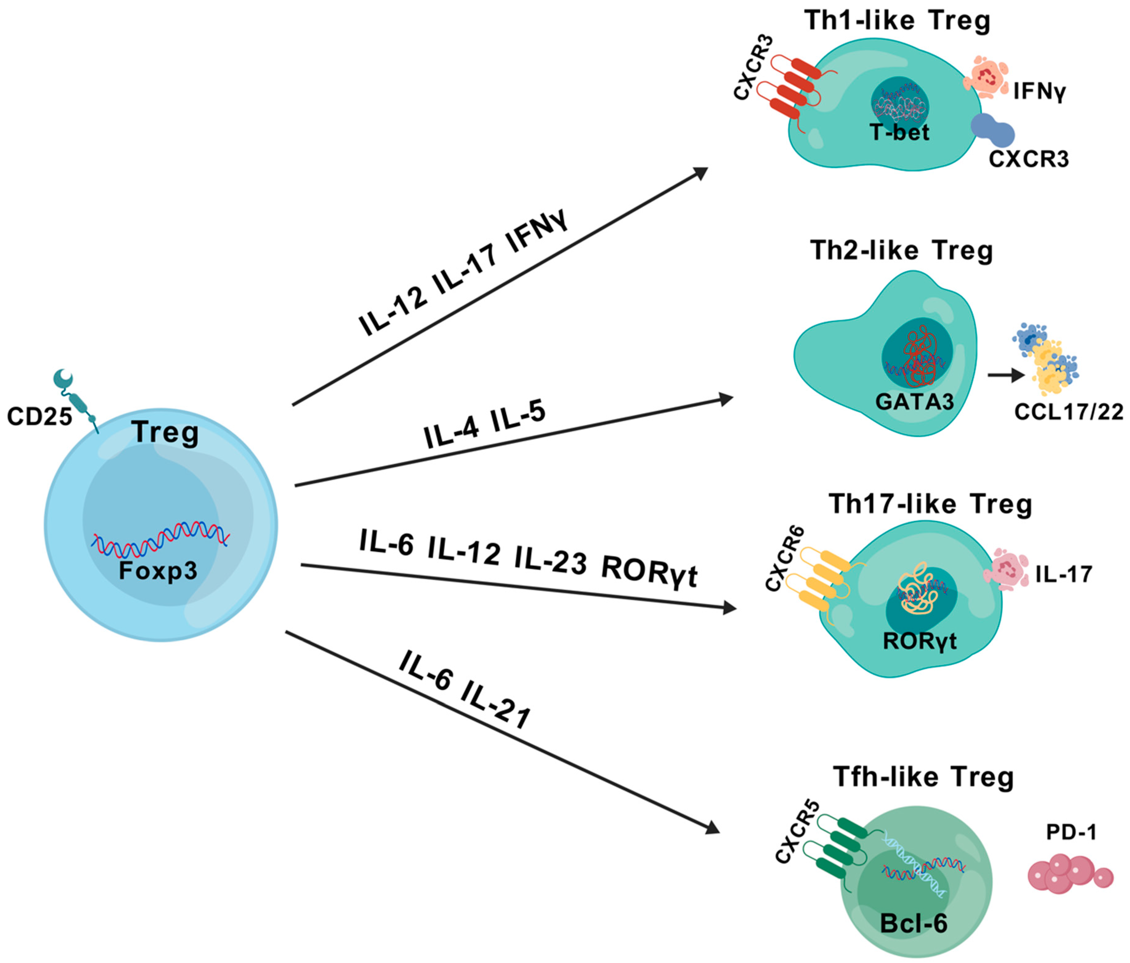 Treg Cell Therapeutic Strategies for Breast Cancer: Holistic to Local ...
