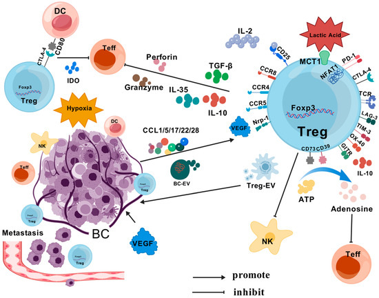Treg Cell Therapeutic Strategies for Breast Cancer: Holistic to Local ...