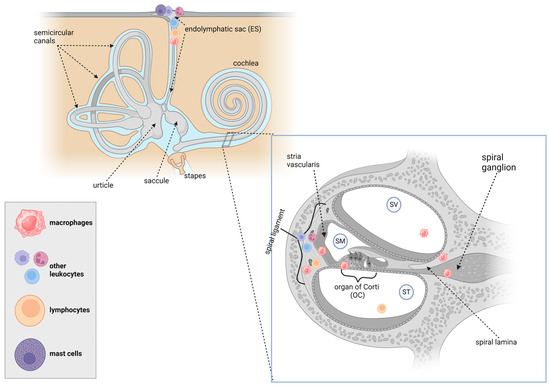 Mammalian Inner Ear-Resident Immune Cells—A Scoping Review