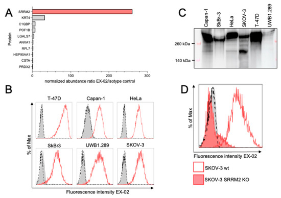 The Nuclear Speckles Protein SRRM2 Is Exposed on the Surface of Cancer ...