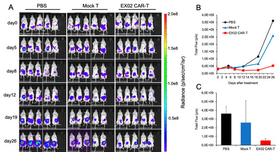 The Nuclear Speckles Protein SRRM2 Is Exposed on the Surface of Cancer ...