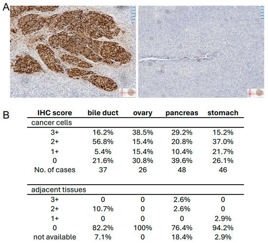 The Nuclear Speckles Protein SRRM2 Is Exposed on the Surface of Cancer ...