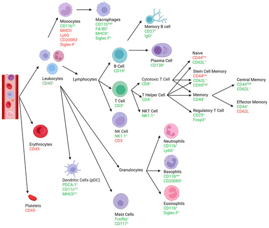 A Flow Cytometry-Based Examination of the Mouse White Blood Cell ...