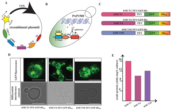 Isolation of Functional Human MCT Transporters in Saccharomyces cerevisiae