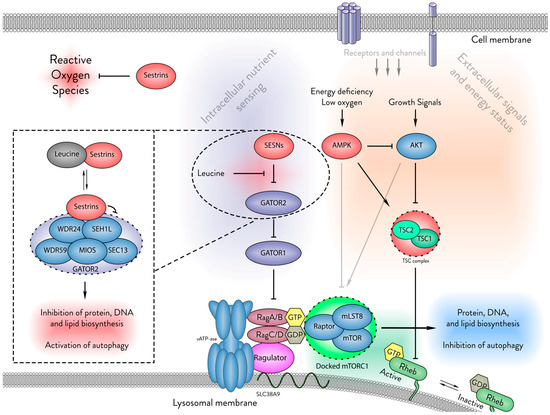 Locked in Structure: Sestrin and GATOR—A Billion-Year Marriage
