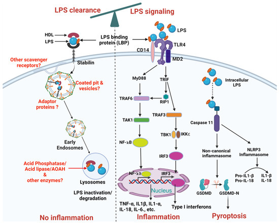 The Battle of LPS Clearance in Host Defense vs. Inflammatory Signaling