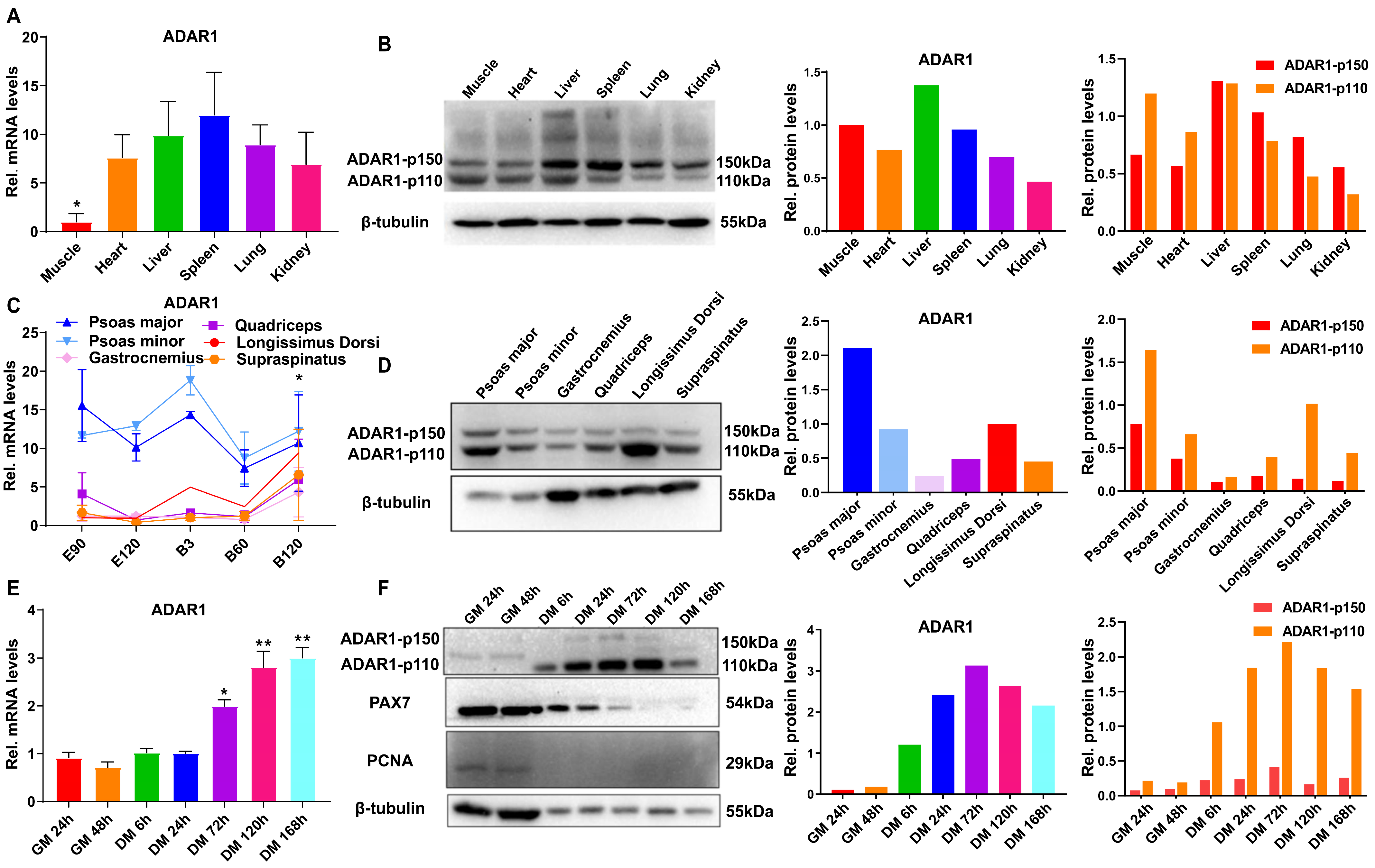 ADAR1 Promotes Myogenic Proliferation and Differentiation of Goat ...