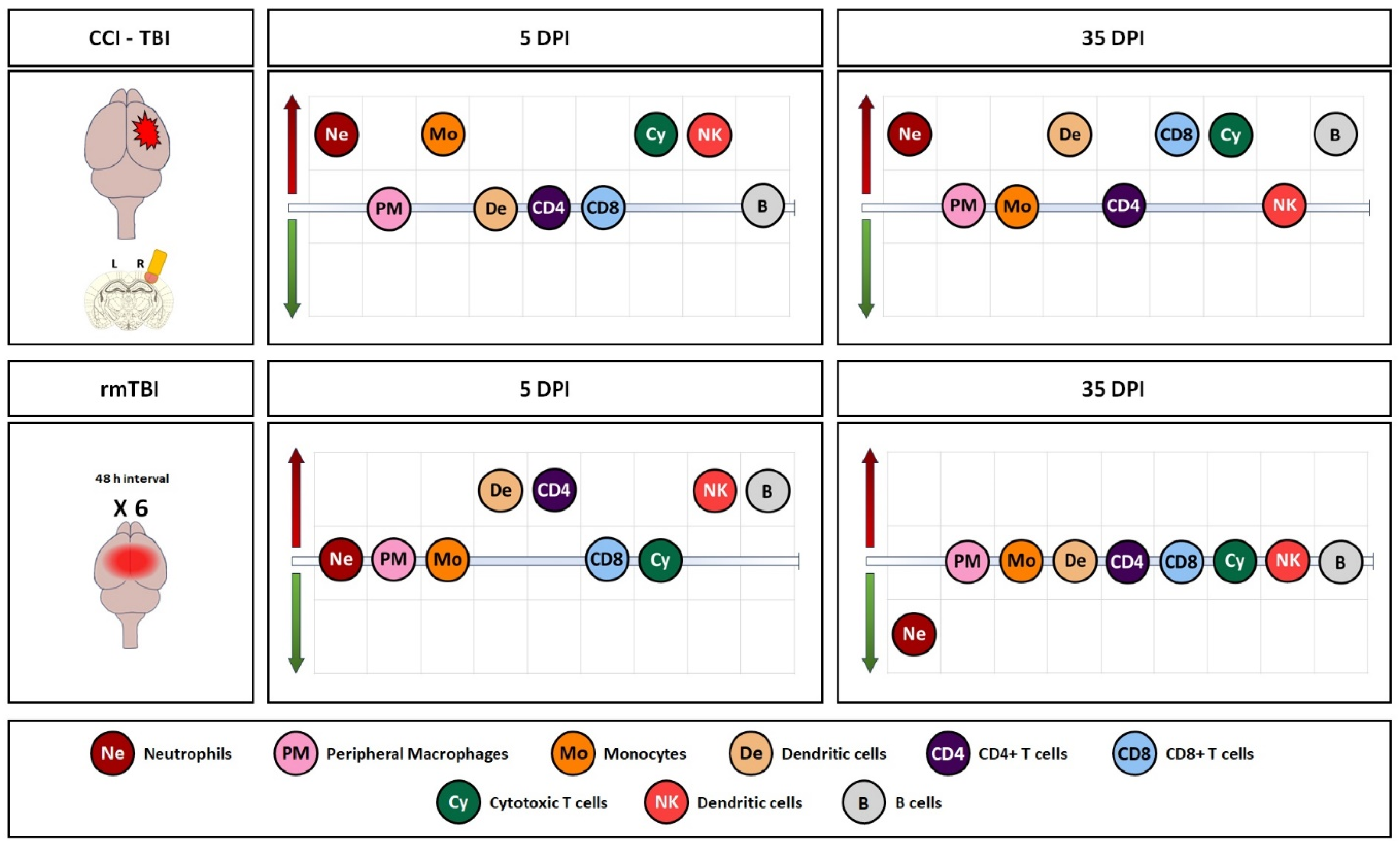 The Immune Response in Two Models of Traumatic Injury of the Immature Brain