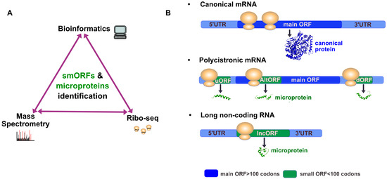 Small ORFs, Big Insights: Drosophila as a Model to Unraveling ...