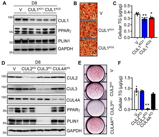 Neddylation and Its Target Cullin 3 Are Essential for Adipocyte ...