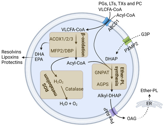 Role and Function of Peroxisomes in Neuroinflammation