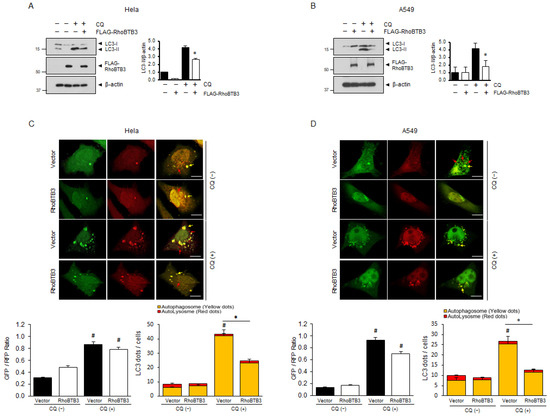 RhoBTB3 Functions as a Novel Regulator of Autophagy by Suppressing ...
