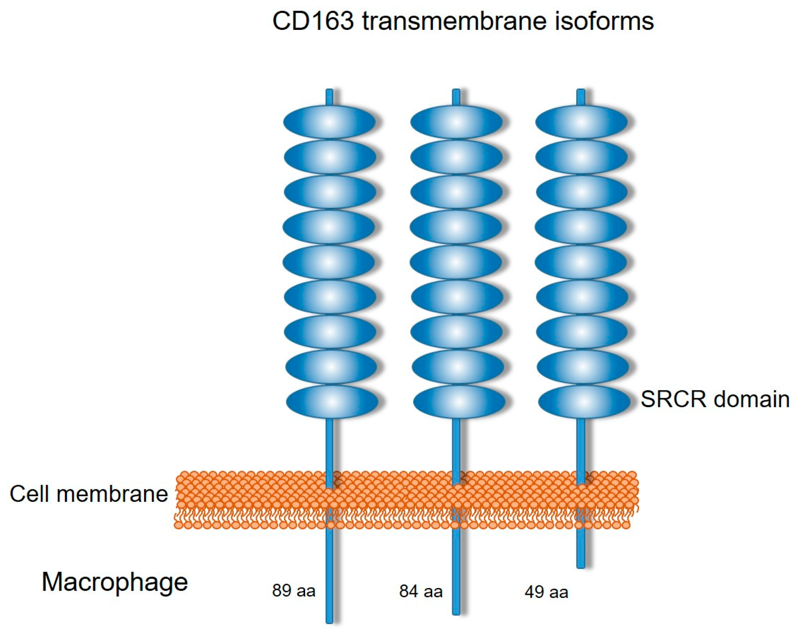 The Role of Soluble CD163 (sCD163) in Human Physiology and Pathophysiology