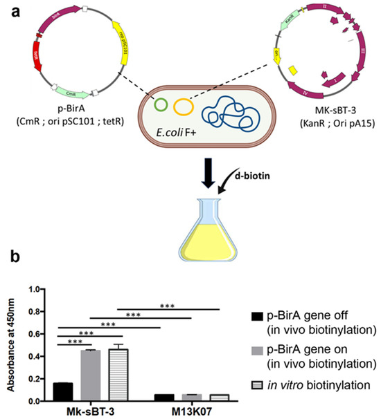 Generation of a Biotin-Tagged Dual-Display Phage