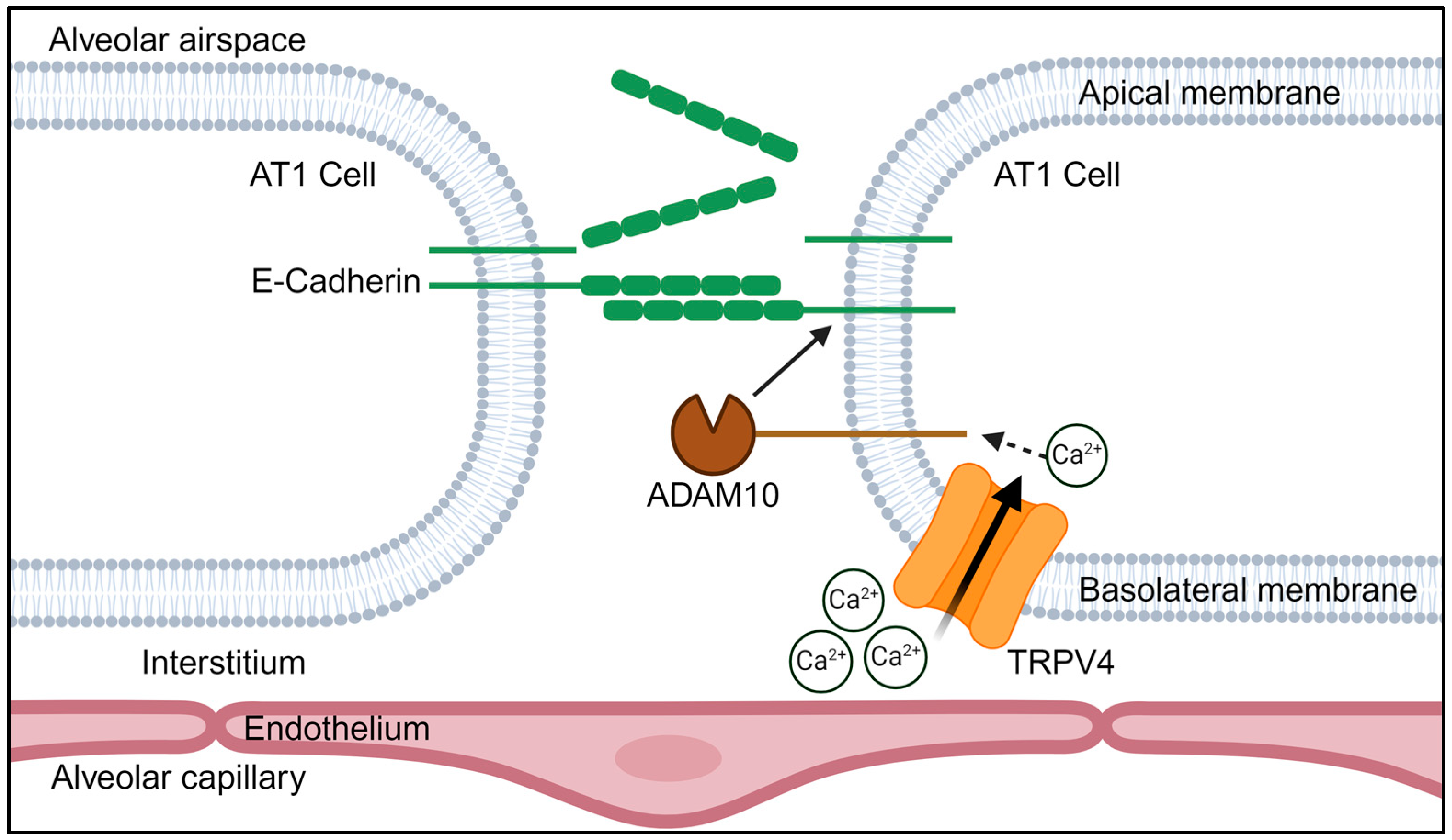 TRPV4 Mediates Alveolar Epithelial Barrier Integrity and Induces ADAM10 ...