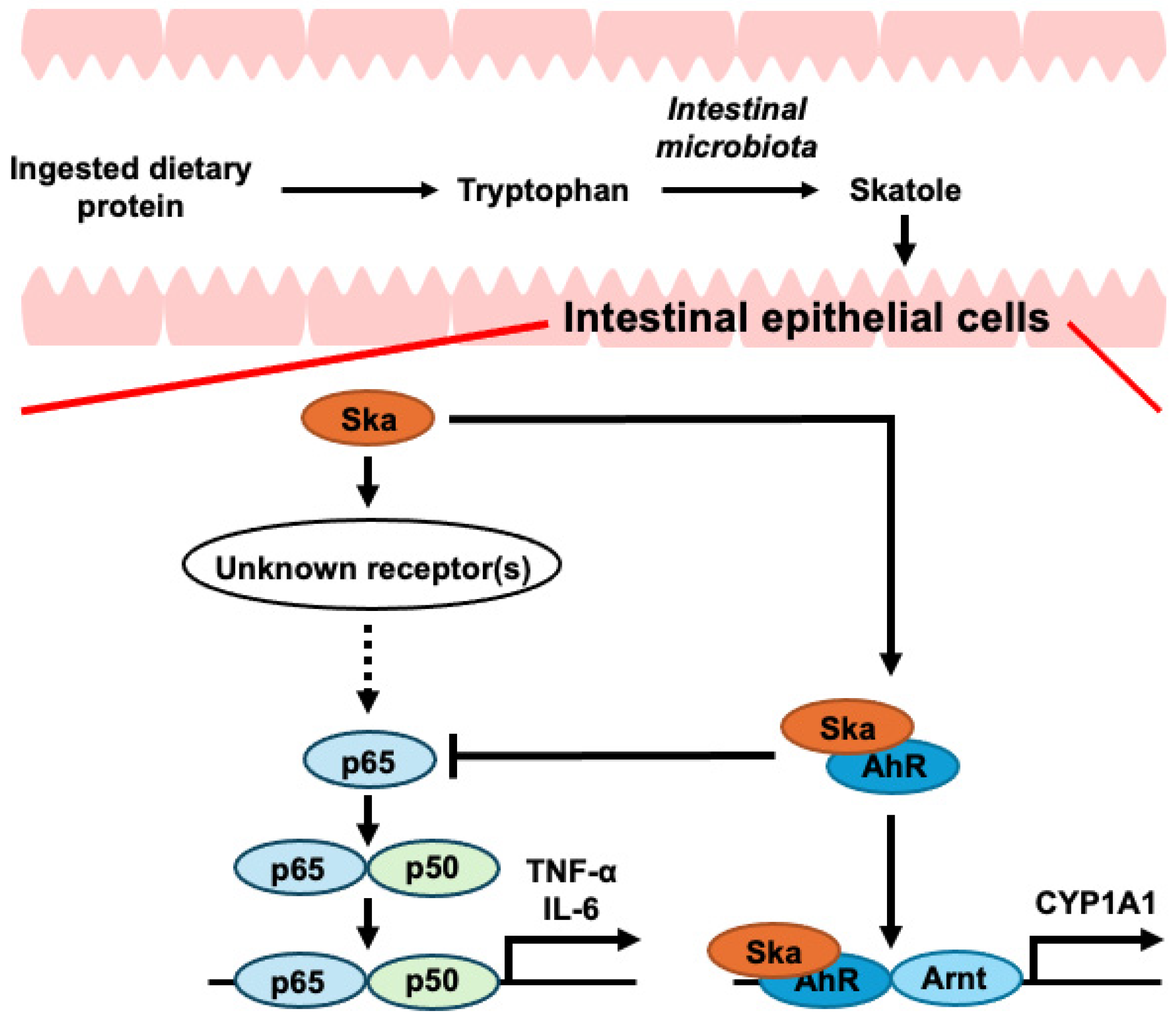 Molecular Mechanisms of Skatole-Induced Inflammatory Responses in ...