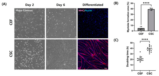 Chicken Embryo Fibroblast Viability and Trans-Differentiation Potential ...
