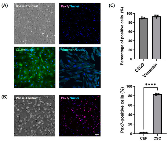 Chicken Embryo Fibroblast Viability and Trans-Differentiation Potential ...