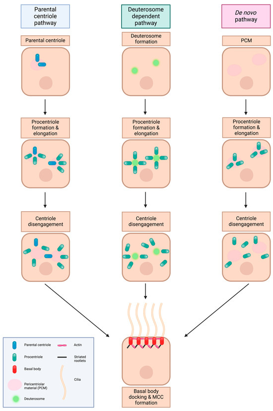 Using Zebrafish to Study Multiciliated Cell Development and Disease States
