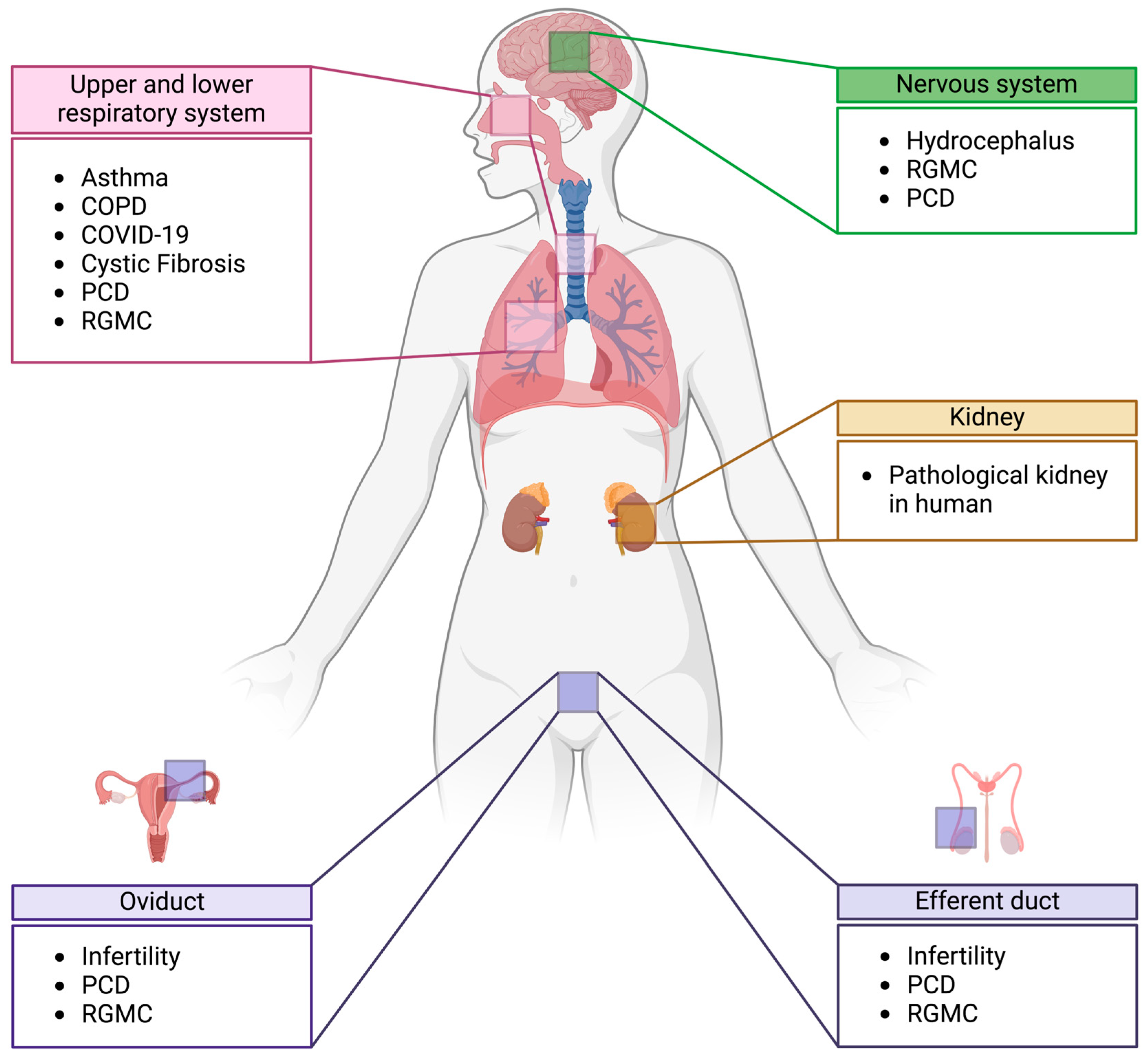 Using Zebrafish to Study Multiciliated Cell Development and Disease States