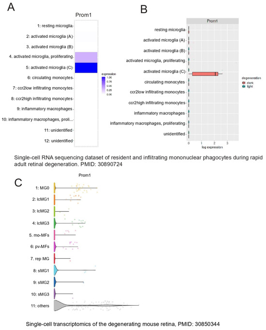 Prominin-1 Knockdown Causes RPE Degeneration in a Mouse Model